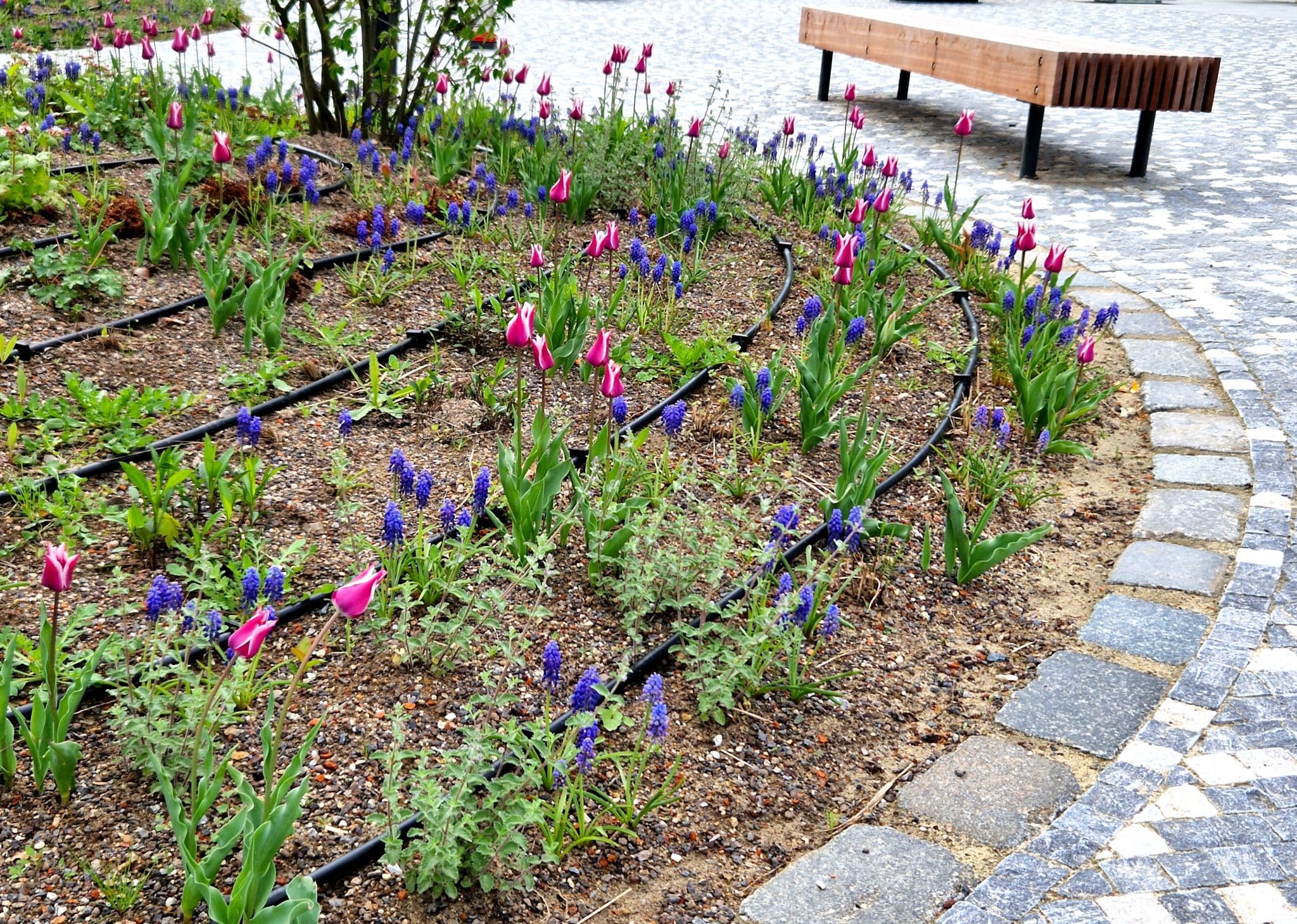 Water Conservation Irrigation Solutions in Plano, TX
